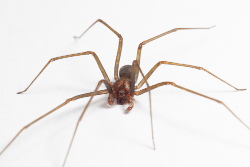 The Brown Recluse 101 - Beeline Pest Control