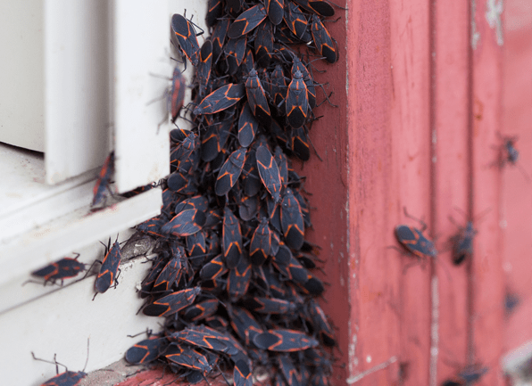 Boxelder Bug Infestation Removal | Beeline Pest Control