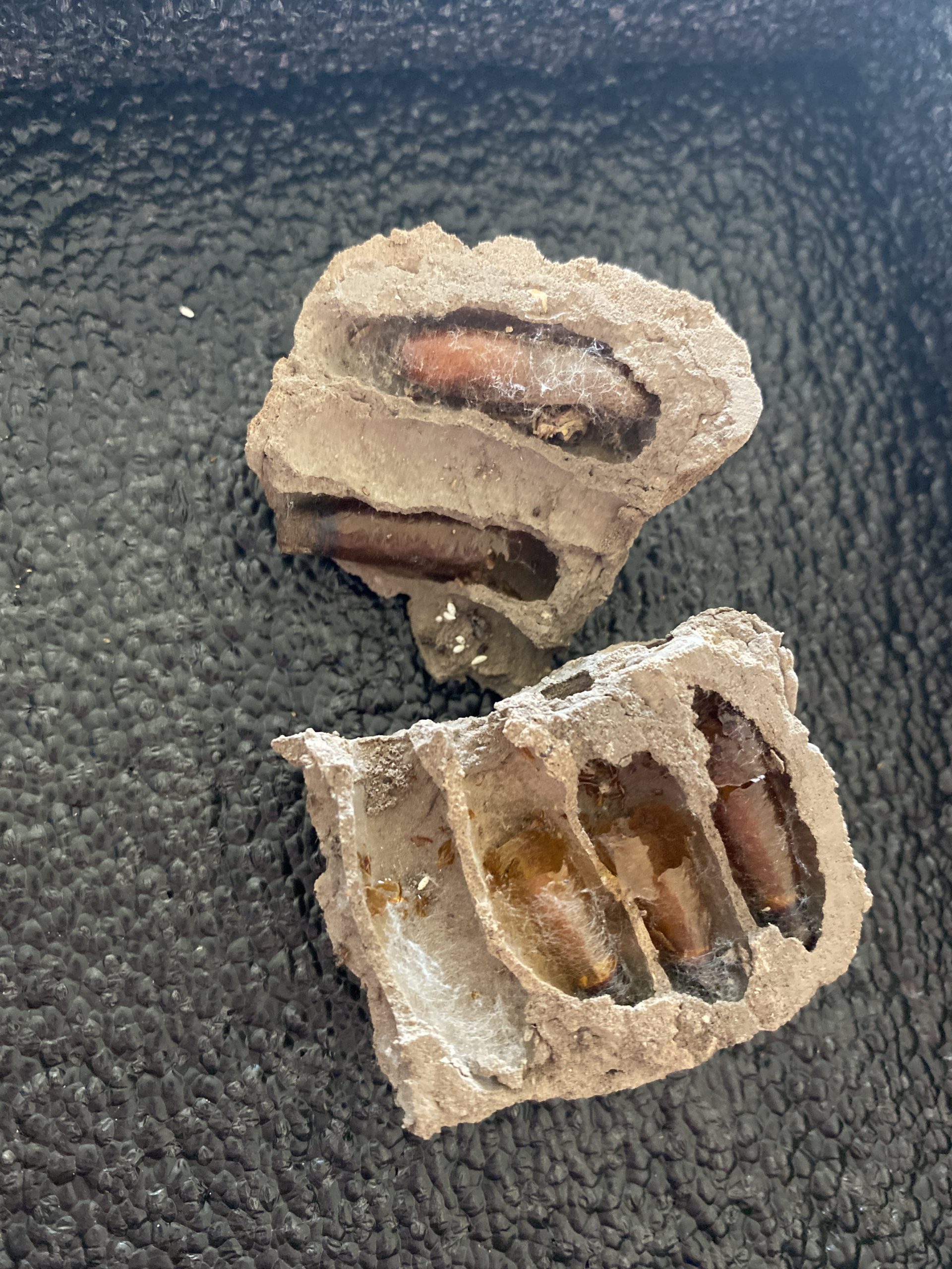 Learn about Mud Dauber Wasps in Utah - Beeline Pest Control