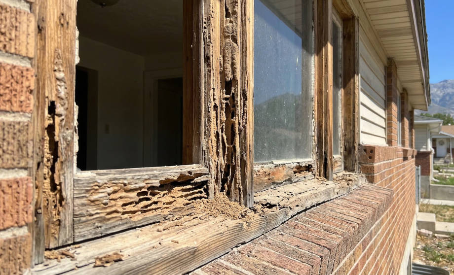 How to Get Rid of Termites Utah | Permanent Termite Control